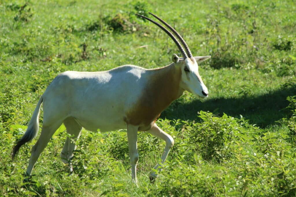 Scimitar Oryx - Shamba Safari