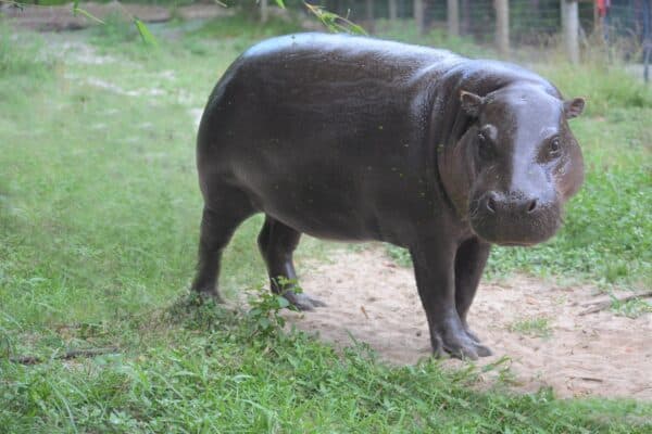 Explore Our Animals - Shamba Safari | Neshkoro Wisconsin