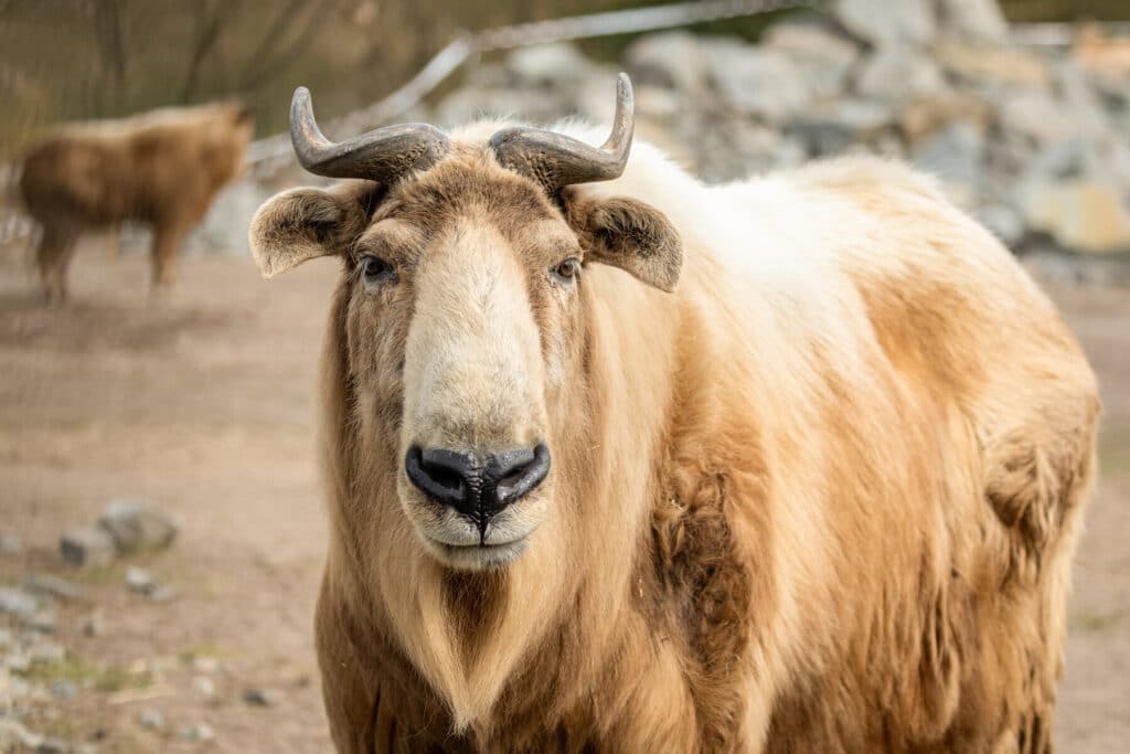 Explore Our Animals - Shamba Safari | Neshkoro Wisconsin